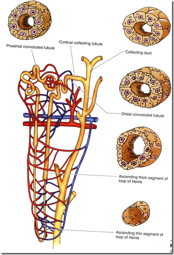 Anatomy & Histology of the Urinary Tract | Medatrio